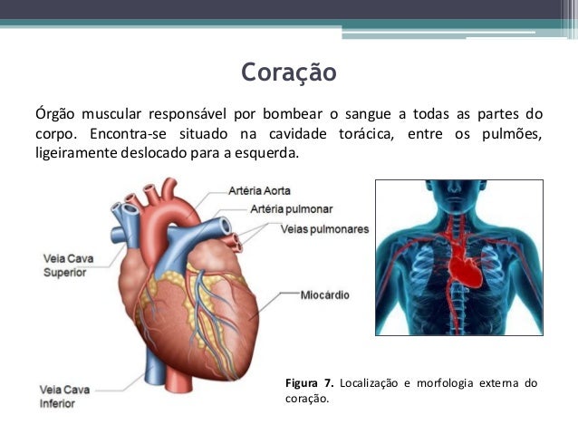 Sistema cardiorrespiratório