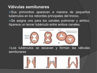 Sistema Cardiovascular | PPTX