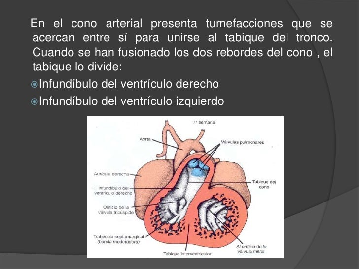 Sistema Cardiovascular