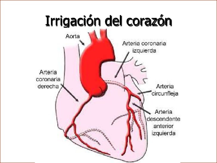 Sistema cardiovascular