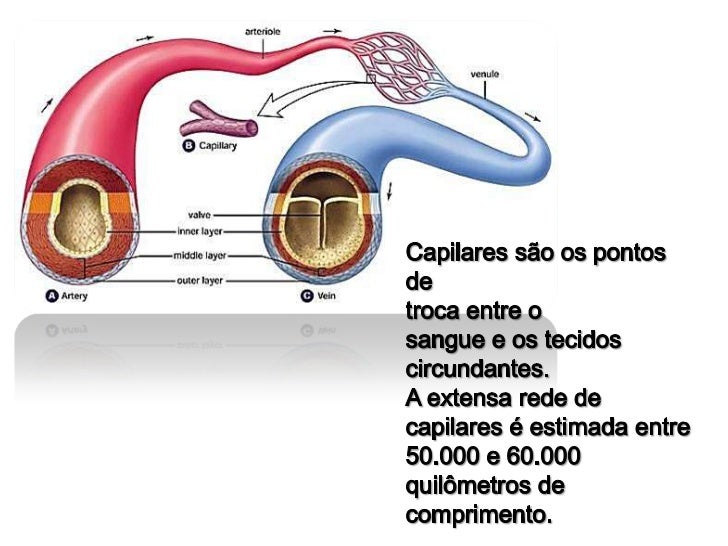 Sistema cardiovascular