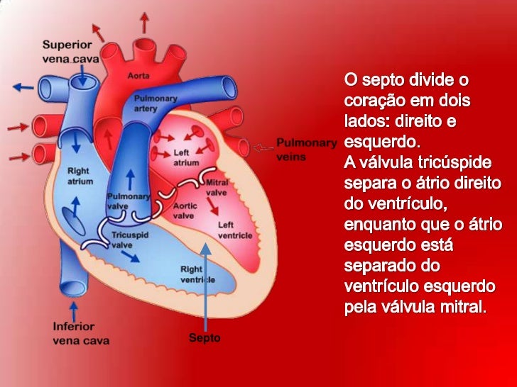 Sistema cardiovascular