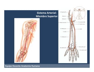 Anatomia sistema cardiovascular | PPT