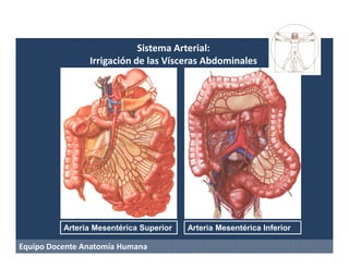 Anatomia sistema cardiovascular | PPT