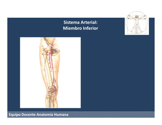 Anatomia sistema cardiovascular | PPT