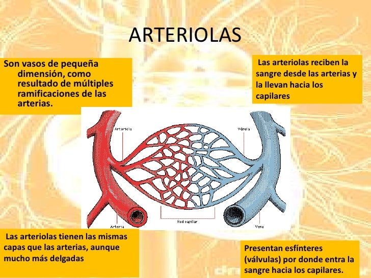 Sistema cardiovascular