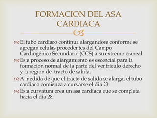 Sistema Cardiovascular En El Embrión | PPTX