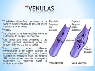 Sistema cardiovascular | PPTX