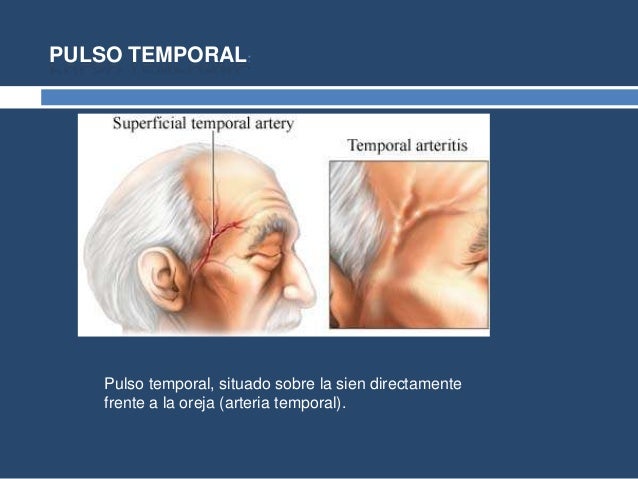 Sistema cardiovascular