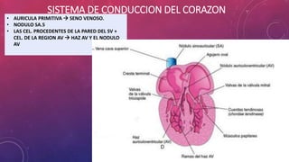 Sistema cardiovascular, embriologia | PPTX