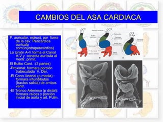 Sistema cardiovascular | PPT