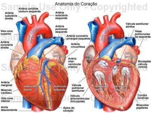 Sistema Cardiovascular