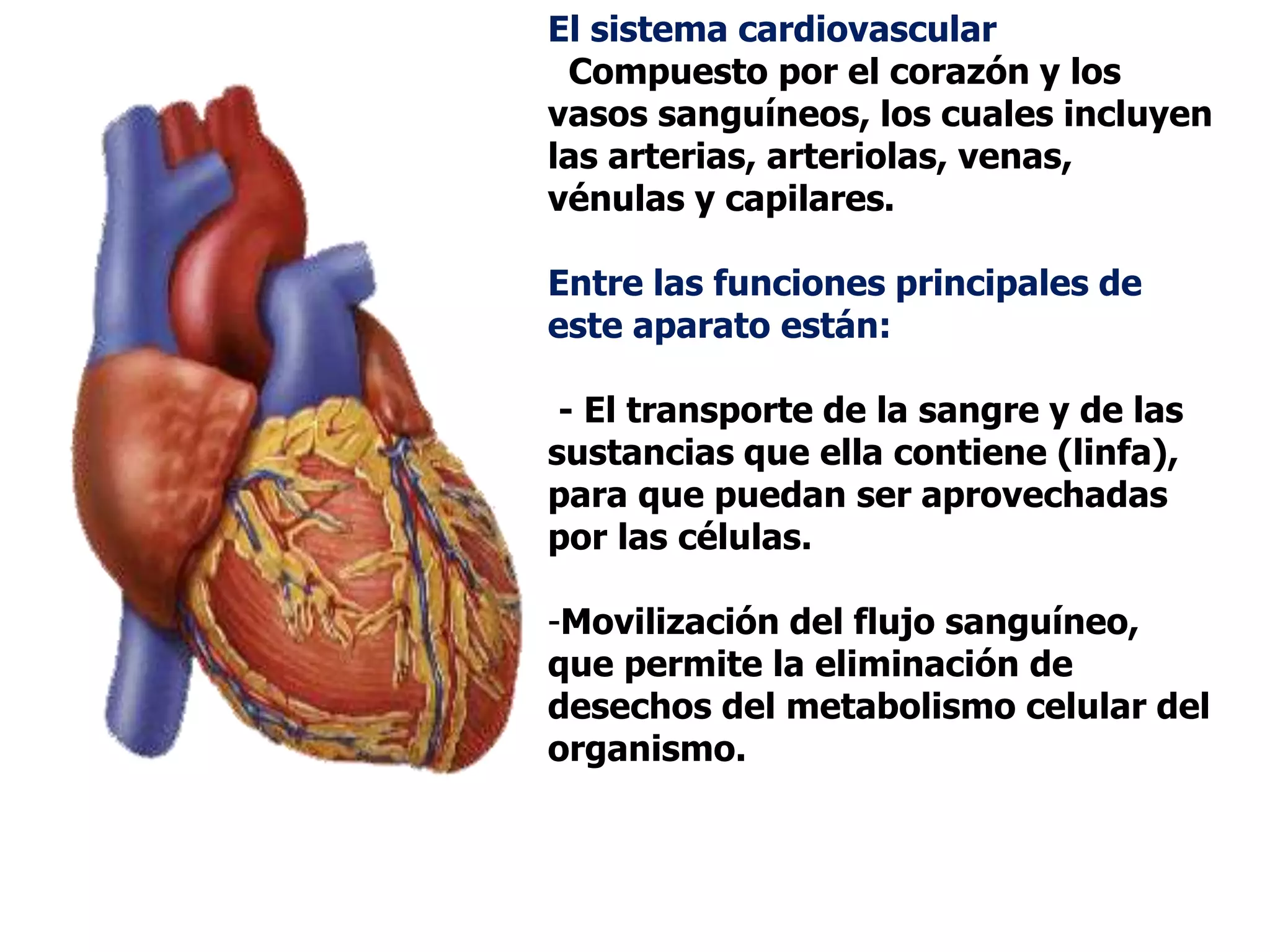 Sistema cardiovascular | PPTX