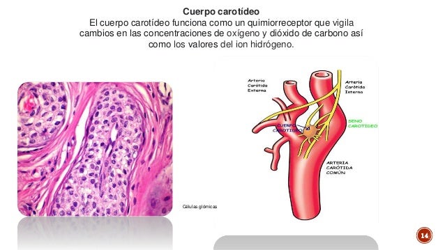 Sistema Cardiovascular