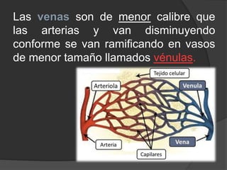 Sistema cardiovascular | PPTX