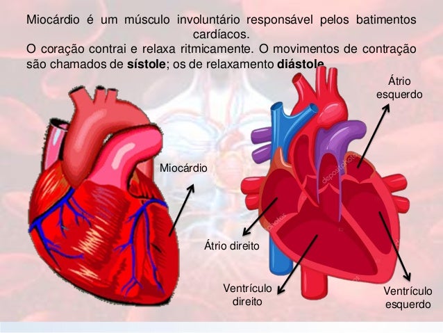 Sistema cardiovascular