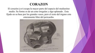 Sistema cardiovascular | PPTX