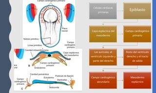 Sistema cardiovascular: campo cardiogenico primario y tubo cardiaco | PPTX