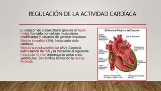 Sistema cardiovascular. anatomia topografica. | PPTX