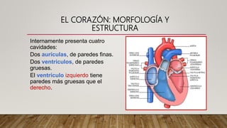 Sistema cardiovascular. anatomia topografica. | PPTX