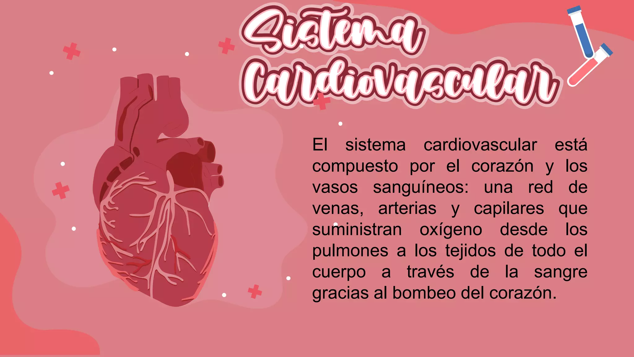 Sistema cardiovascular | PDF | Heart and Cardiovascular Diseases ...