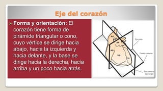 SISTEMA CARDIOVASCULAR DEL CUERPO HUMANO | PPTX