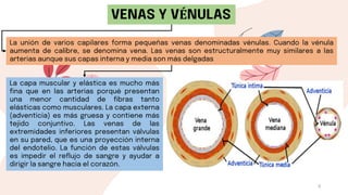Sistema Cardiovascular, anatomía y funciones.pptx