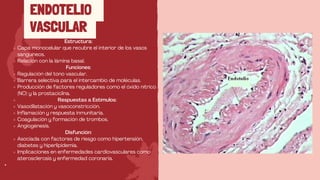 SISTEMA CARDIOVASCULAR e sua importância .pdf