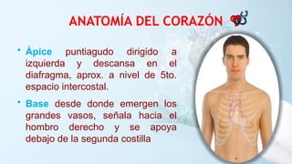 SISTEMA CARDIOVASCULAR COMPLETO DEL SER HUMANO | PPTX