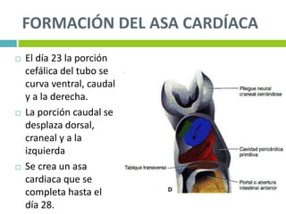 EMBRIOLOGIA DEL SISTEMA CARDIOVASCULAR | PPTX