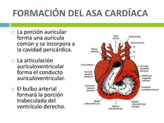 EMBRIOLOGIA DEL SISTEMA CARDIOVASCULAR | PPTX