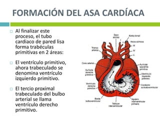 EMBRIOLOGIA DEL SISTEMA CARDIOVASCULAR | PPTX