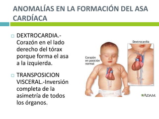 EMBRIOLOGIA DEL SISTEMA CARDIOVASCULAR | PPTX