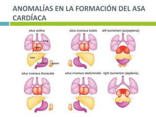 EMBRIOLOGIA DEL SISTEMA CARDIOVASCULAR | PPTX