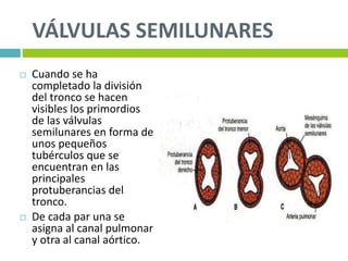 EMBRIOLOGIA DEL SISTEMA CARDIOVASCULAR | PPTX