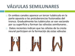 EMBRIOLOGIA DEL SISTEMA CARDIOVASCULAR | PPTX