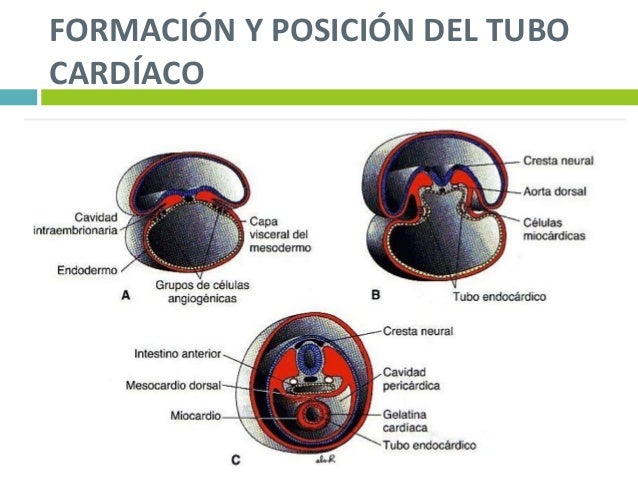 EMBRIOLOGIA DEL SISTEMA CARDIOVASCULAR