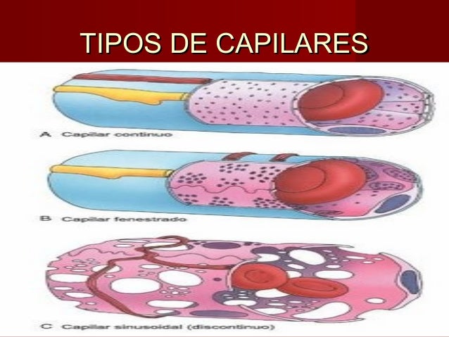 Sistema cardiovascular.ppt fleming 5to sec 2010