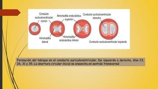 sistema cardiovascular (1).pptx