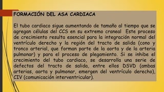 sistema cardiovascular (1).pptx