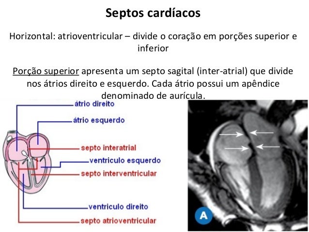 Sistema cardiovascular