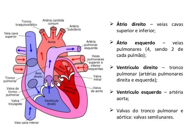 Sistema cardiovascular