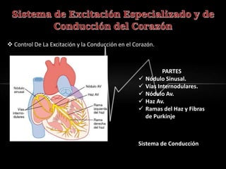 Sistema cardiovascular | PPTX