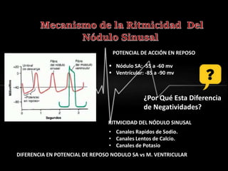 Sistema cardiovascular | PPTX