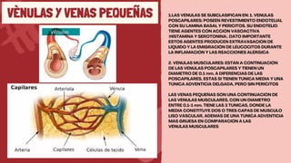 SISTEMA CARDIOVASCULAR Histología- a2024 | PDF