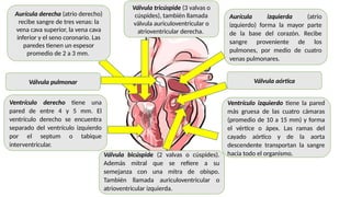 SISTEMA CARDIOVASCULAR ANATOMÍA Y FISIOLOGÍA.pptx