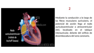 SISTEMA CARDIOVASCULAR ANATOMÍA Y FISIOLOGÍA.pptx