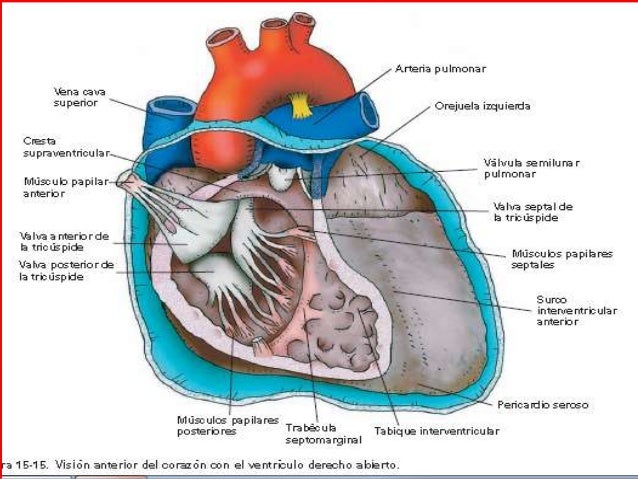 Sistema Cardiovascular