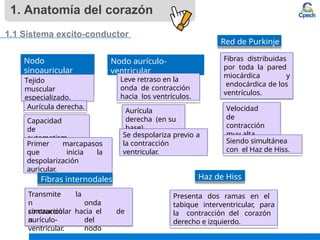 sistema cardiovascular corazón cpechhhh | PPTX