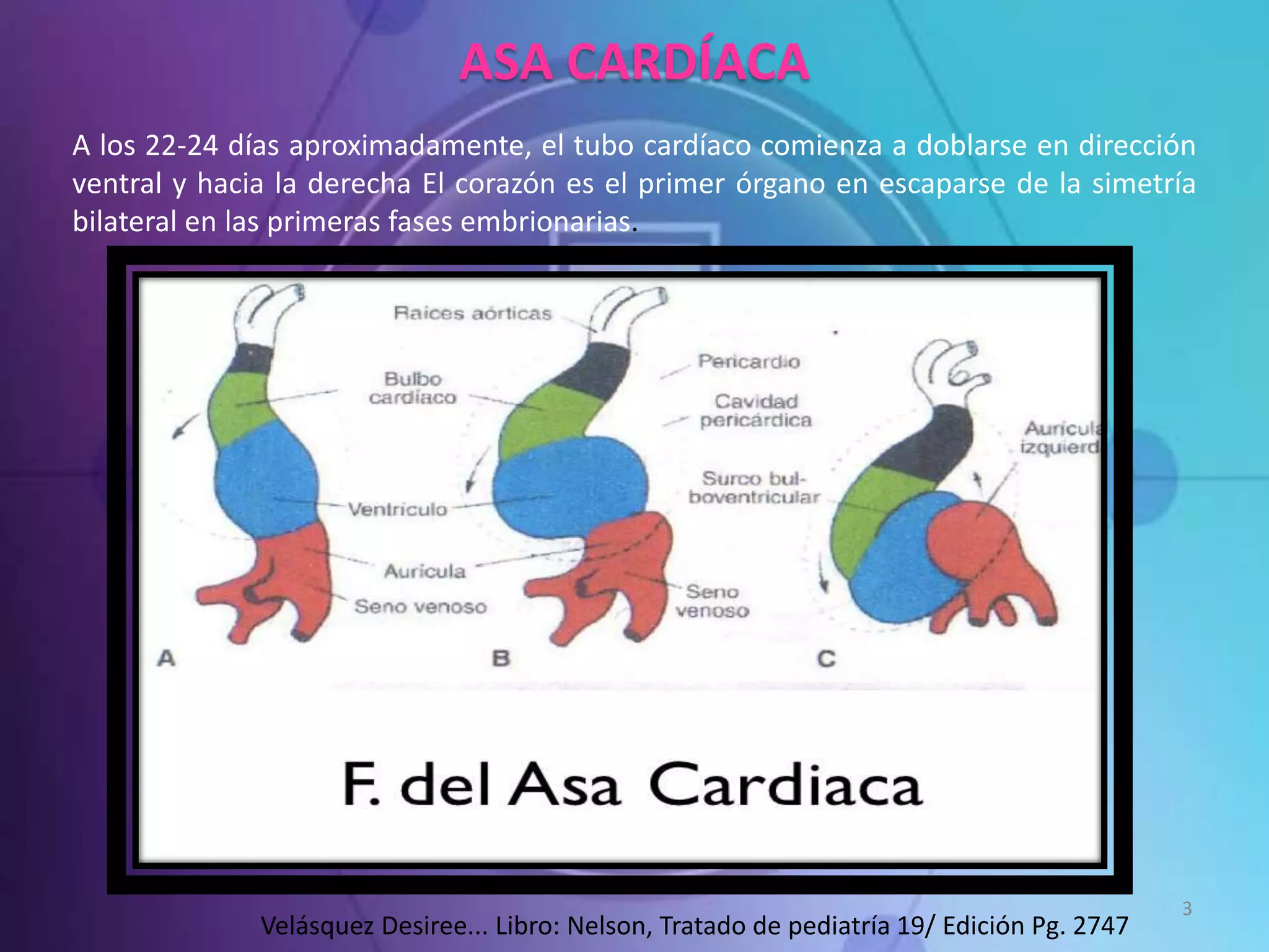 Sistema cardiovascular del corazon pediatria | PPTX